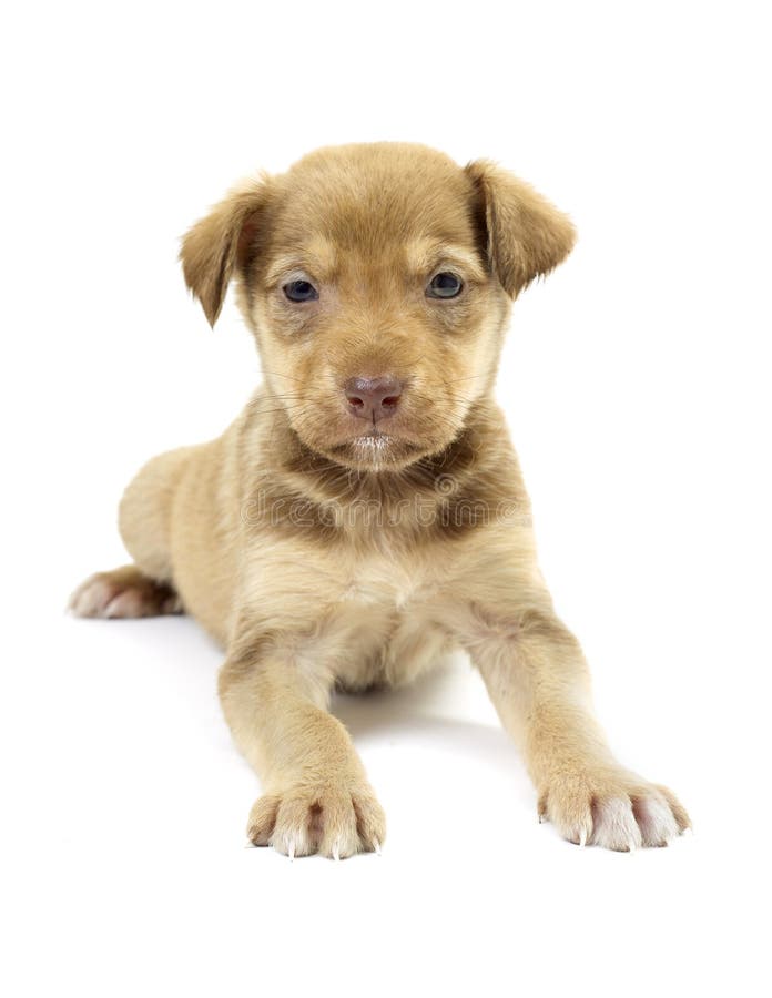 Little puppy looks stock photo. Image of purebred, mammal - 45798080
