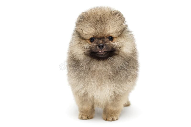 Little puppy maltipoo stock photo. Image of background - 191670090
