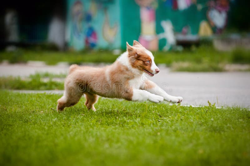 Little puppy running stock photo. Image of playing, park - 27093746