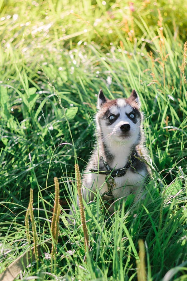 Little Puppy of Siberian Husky Playing on the Grass Stock Photo - Image ...