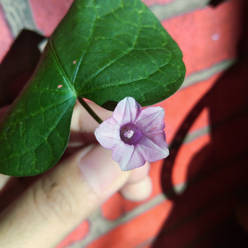 The little purple flower stock photo. Image of pink - 190078878