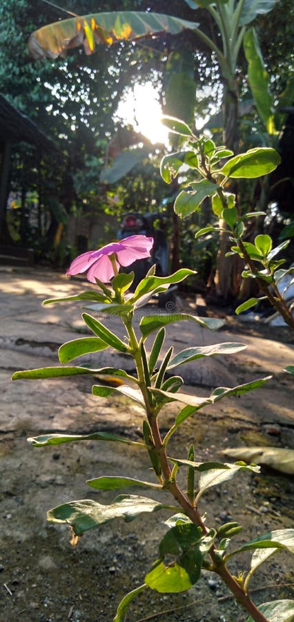 Little Purple Flower Evening Sun Light Blur Background Stock Photos ...