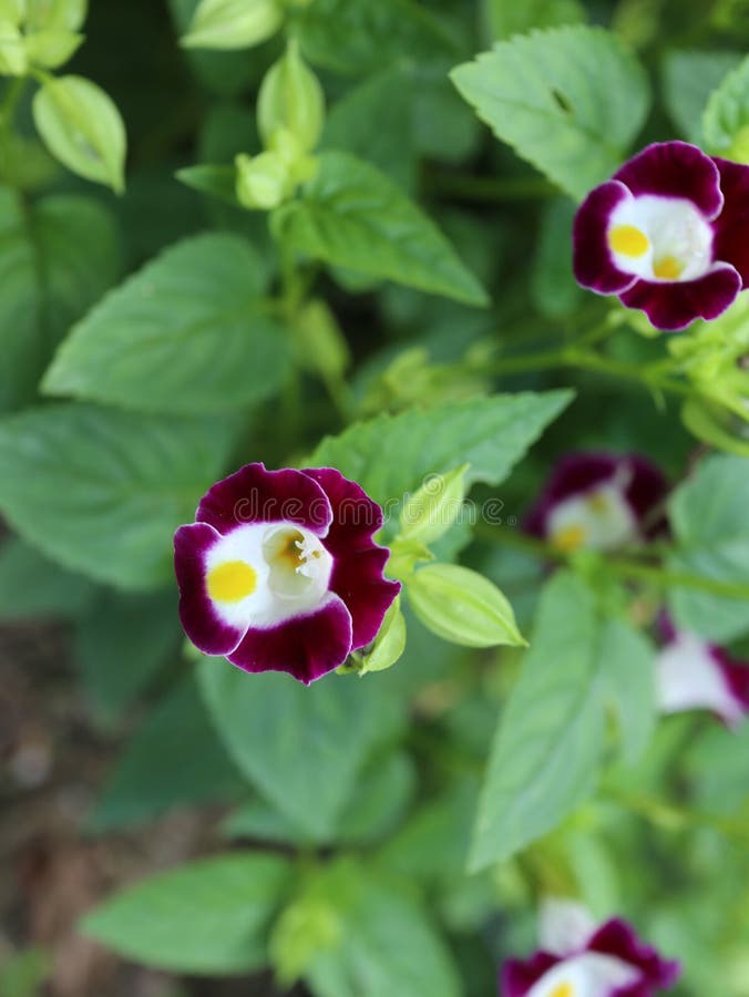 Little purple flowers stock image. Image of lily, flowers - 199179963
