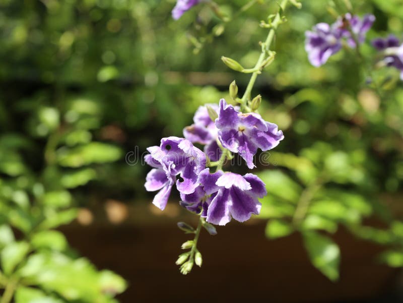Little purple flowers stock image. Image of wildflower - 199180131