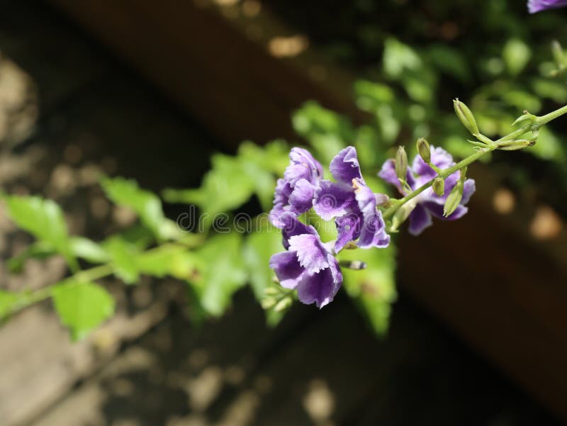 Little purple flowers stock photo. Image of green, blue - 199180156