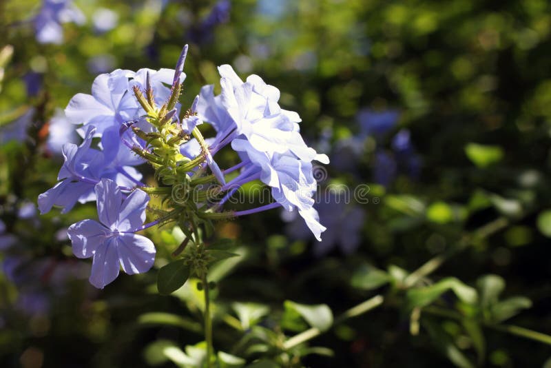 Little Purple flowers stock photo. Image of park, fresh - 57840672
