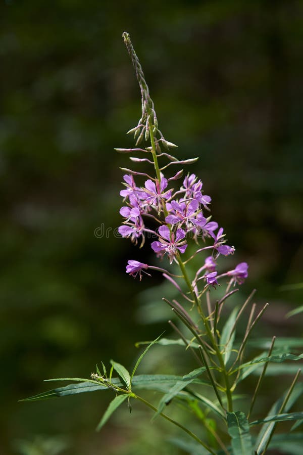 A Little Purple Flower in the Woods Stock Image - Image of little ...