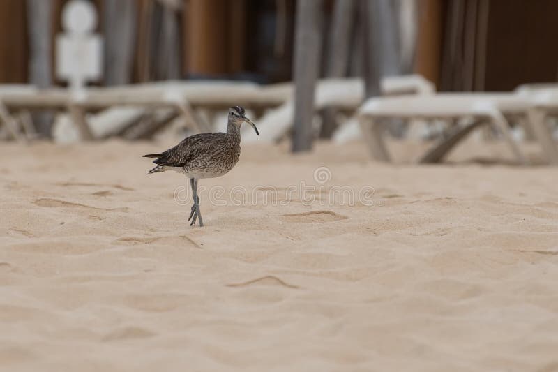 The Little Quail Walks Along the Beach. Stock Image - Image of beach ...