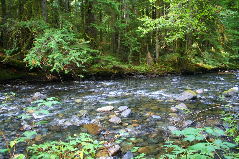 Little Qualicum River BC 00768 Stock Photo - Image of water, tree ...