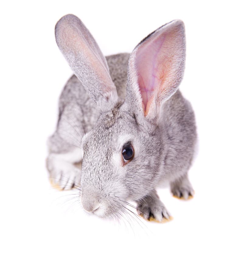 White rabbit stock image. Image of looking, studio, isolated - 8474725