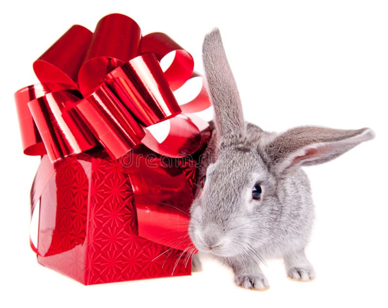 Lop-eared Rabbit in a Gift Box with Red Bow Stock Photo - Image of ...