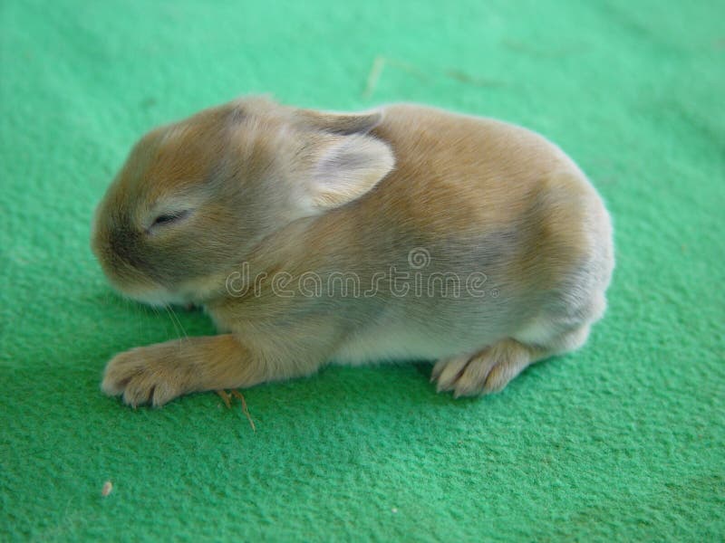 Little rabbit stock image. Image of rabbit, easter, sleep - 173365