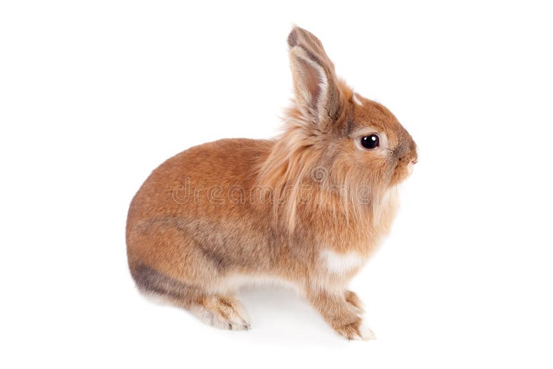 Little rabbit stock image. Image of easter, portrait - 23875709