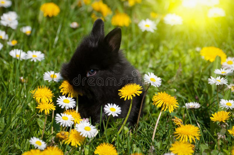 Little rabbit stock image. Image of discovery, easter - 24402081