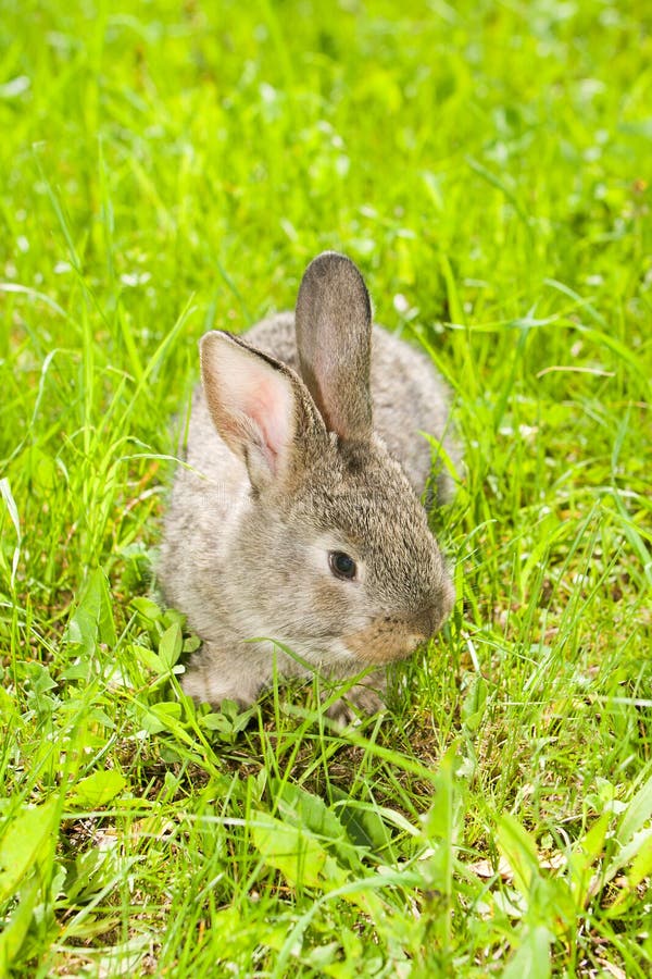 Little Rabbit stock image. Image of natural, environment - 24563705
