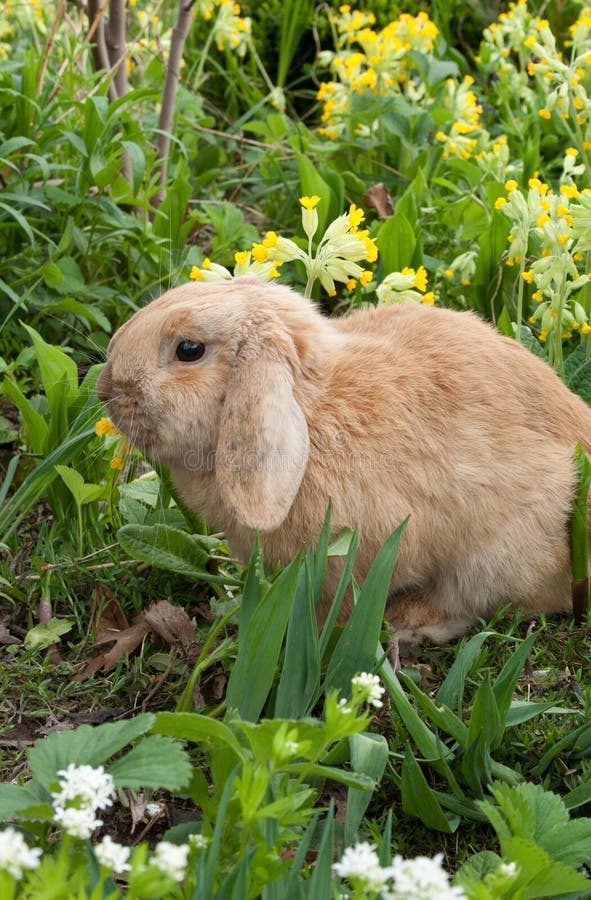 My little rabbit stock image. Image of friends, rabbit - 25276467