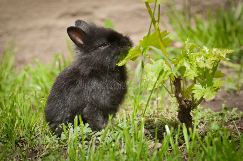 Little rabbit stock photo. Image of rabbit, culture, farm - 24714186