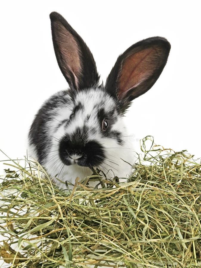 Little rabbit stock image. Image of mammal, baby, rabbit - 24786695