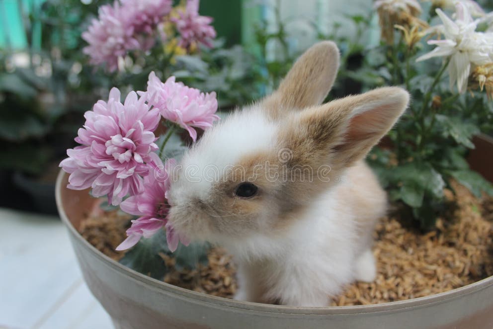 Little Rabbit stock photo. Image of flowers, animal, white - 26629130