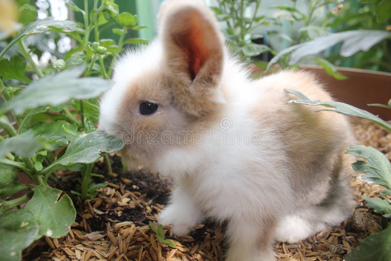 Little Rabbit stock photo. Image of whiskers, animal - 26629174