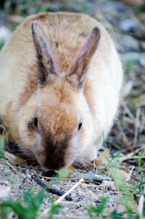 Little rabbit stock image. Image of lopeared, concept - 38012119