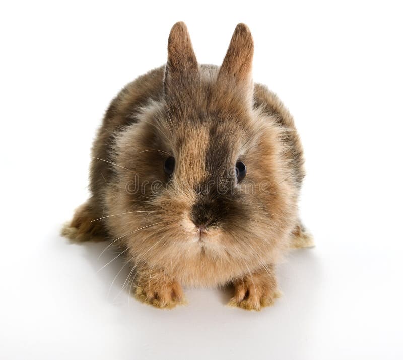 Gray angora rabbit stock photo. Image of sleep, fluff - 6793596