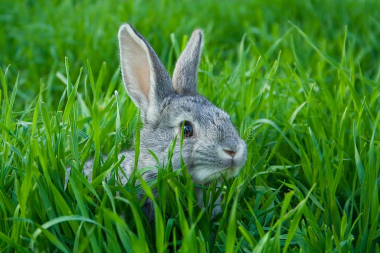 Little rabbit stock image. Image of body, discovery, bunny - 4856689