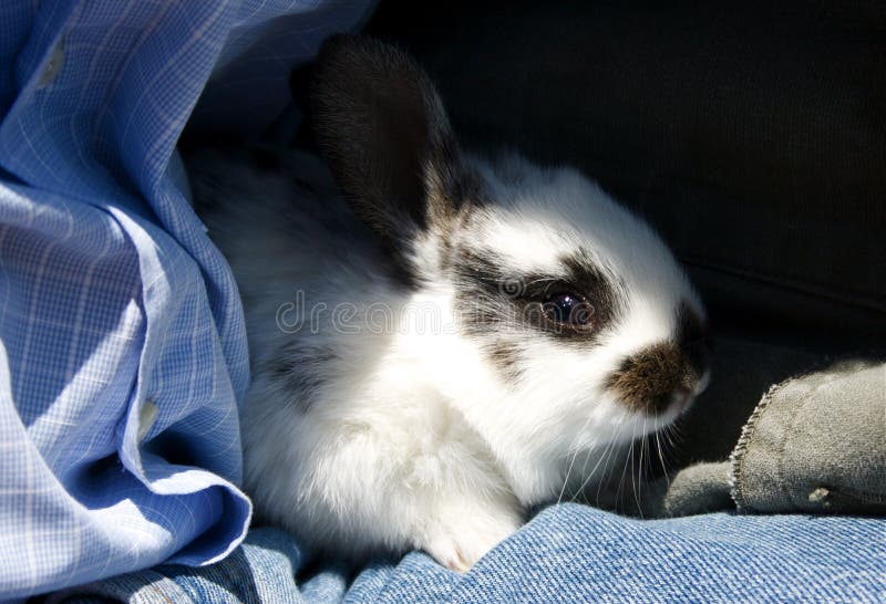 Little rabbit stock photo. Image of white, bunny, expressive - 5009966