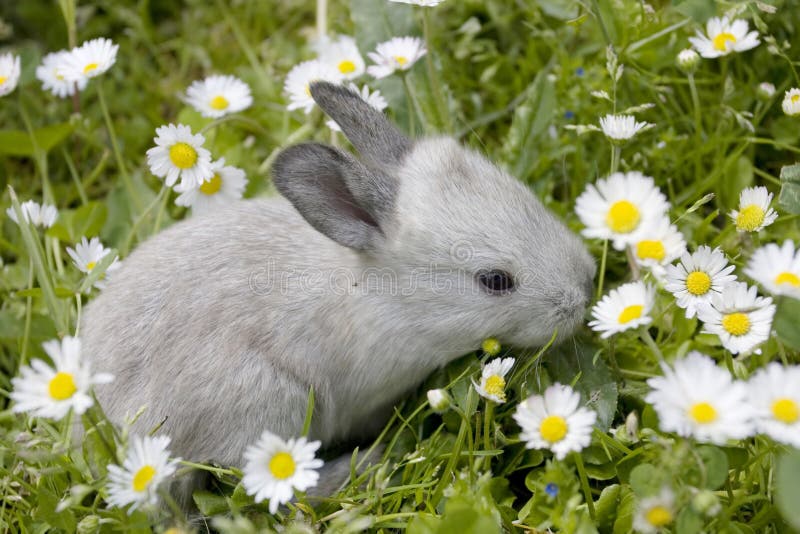 Little Spotty Gray Hare Animal Stock Photos - Free & Royalty-Free Stock ...