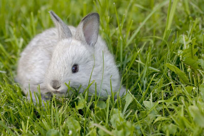 A little rabbit stock photo. Image of nature, bunny, bugs - 6628648