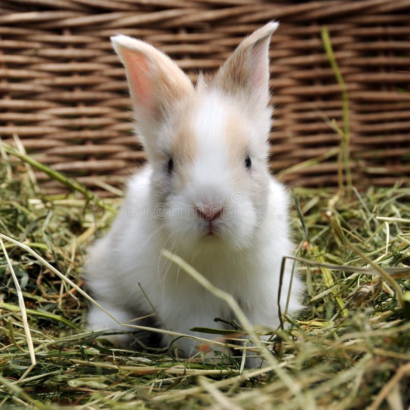 Little Rabbit stock photo. Image of funny, close, sweet - 9328328