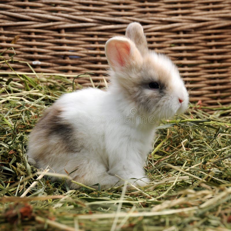 Little Rabbit stock photo. Image of funny, close, sweet - 9328328