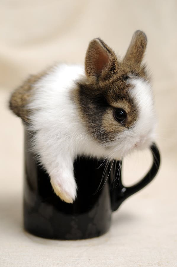 Little Rabbit stock photo. Image of funny, close, sweet - 9328328