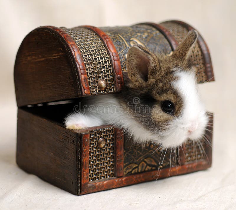 Screaming rabbit stock image. Image of animal, tame, hear - 4767579