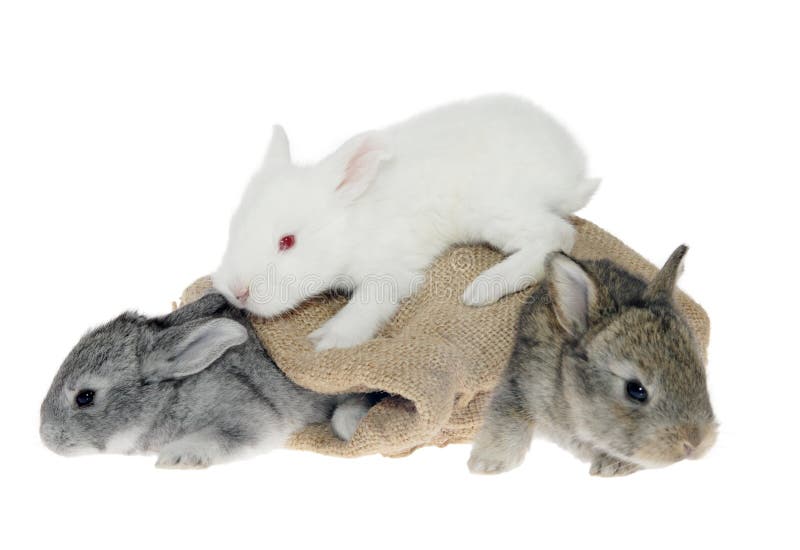 Little Rabbit stock photo. Image of flowers, animal, white - 26629130