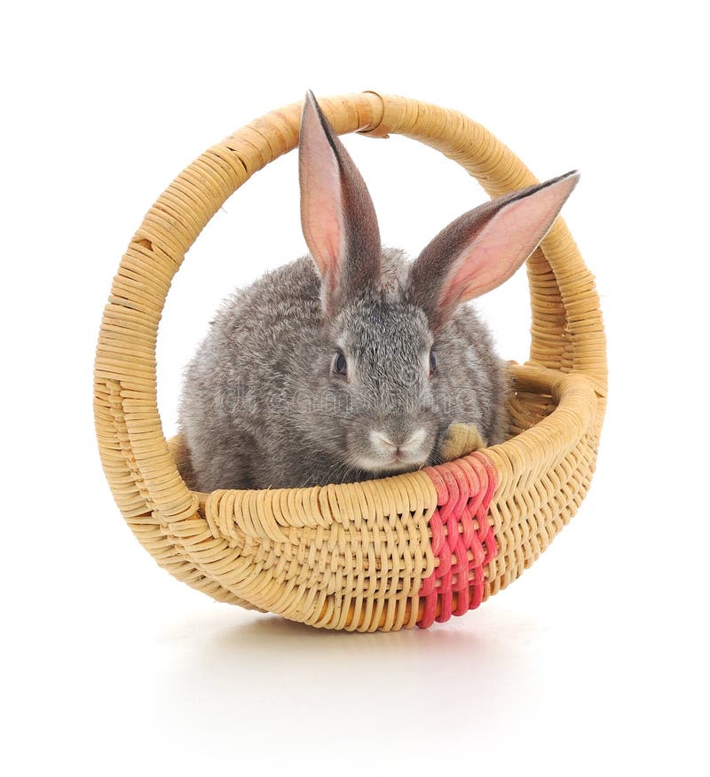On a Light Background Near the Easter Basket Lies Bunny Stock Photo ...