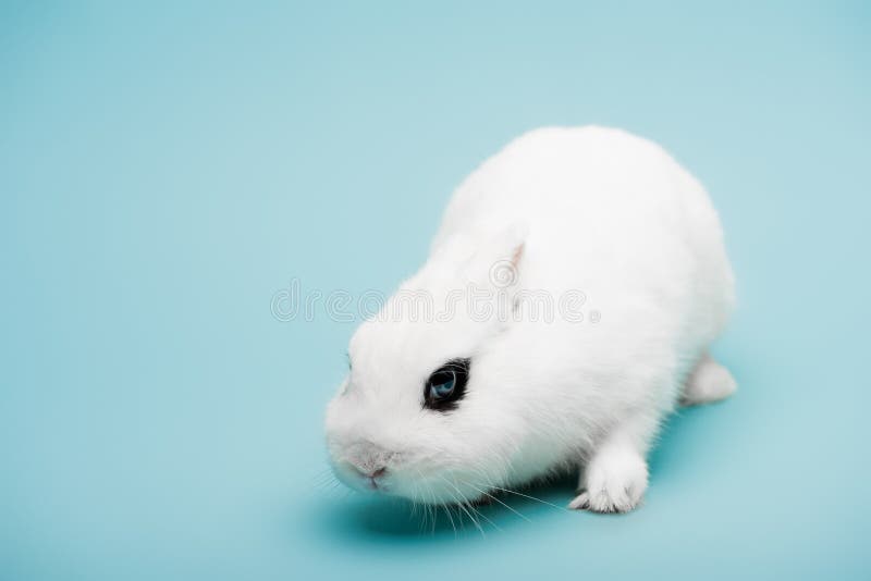 Little Rabbit with Black Eye on Stock Image - Image of cute, fluffy ...
