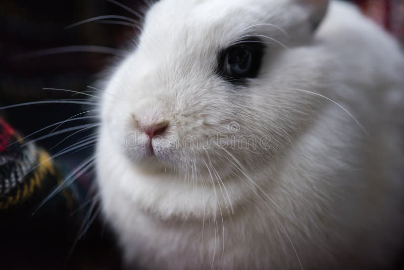 Little Rabbit with Black Eye on Stock Photo - Image of blue, cute ...