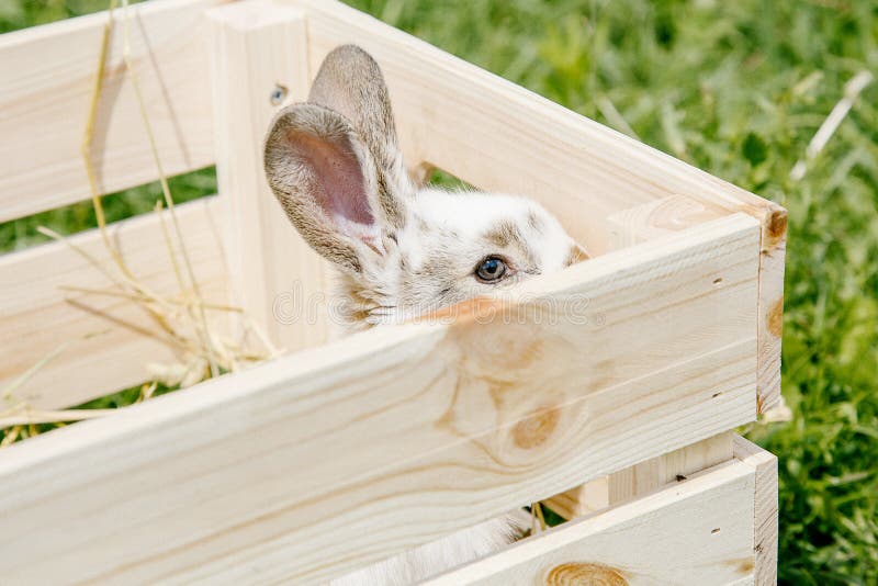 Little rabbit in the box stock photo. Image of california - 97009030