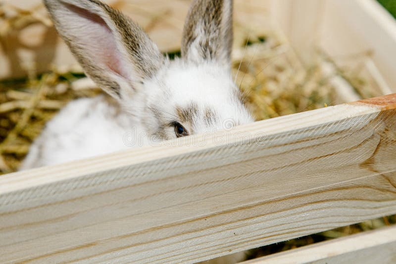 Little rabbit in the box stock image. Image of background - 97009149