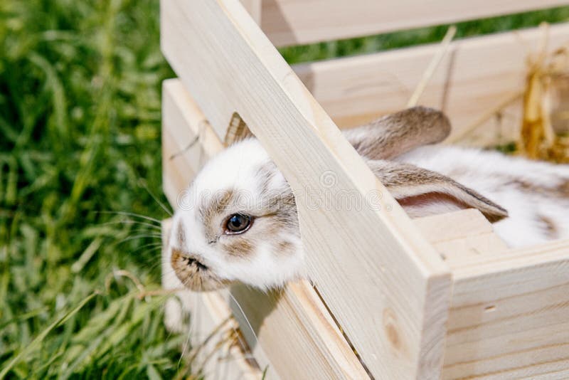 Little rabbit in the box stock photo. Image of backyard - 97009436