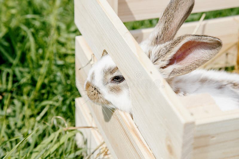 Little rabbit in the box stock image. Image of cotton - 97009531