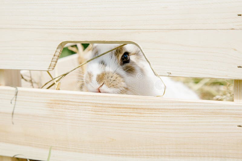 Little rabbit in the box stock photo. Image of animal - 97009648