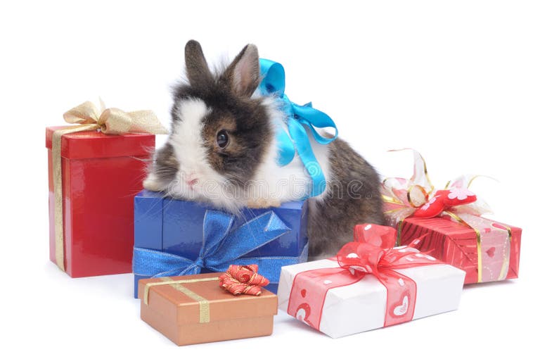 Little Rabbit between the Boxes with Gifts Stock Photo - Image of ...
