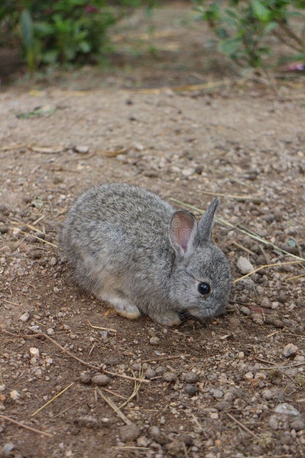 Little rabbit stock photo. Image of wild, little, rabbit - 80191058
