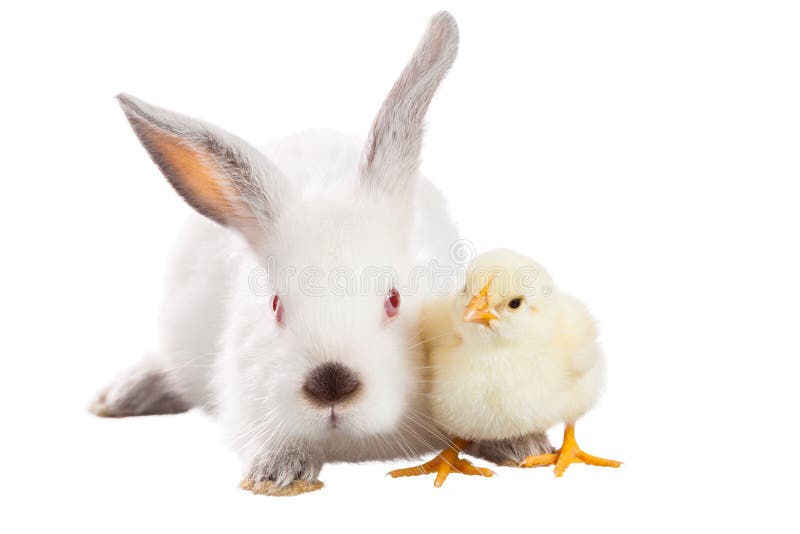Rabbit chicken duck stock image. Image of mammal, newborn - 88373289