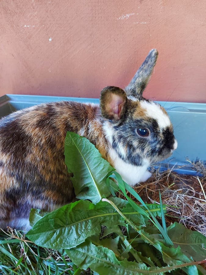 Rabbit Daisy stock image. Image of rodent, letuce, whiskers - 268654751