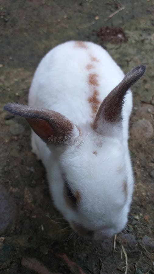 A little rabbit cub stock image. Image of animal, wildlife - 198835703