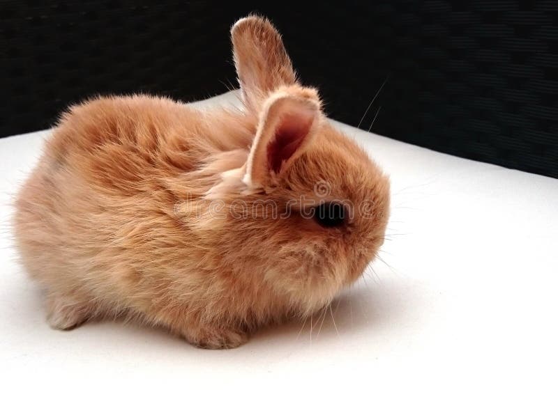 Little rabbit stock photo. Image of tiny, mammal, brat - 104953084