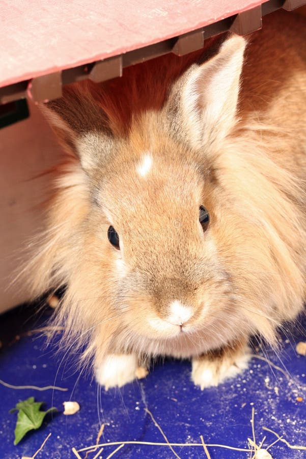 Rabbit stock photo. Image of brown, animal, beautiful - 31144824